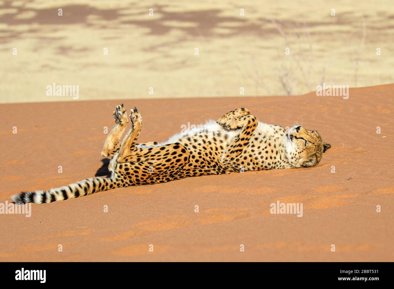 Fierce cheetah hi-res stock photography and images - Alamy