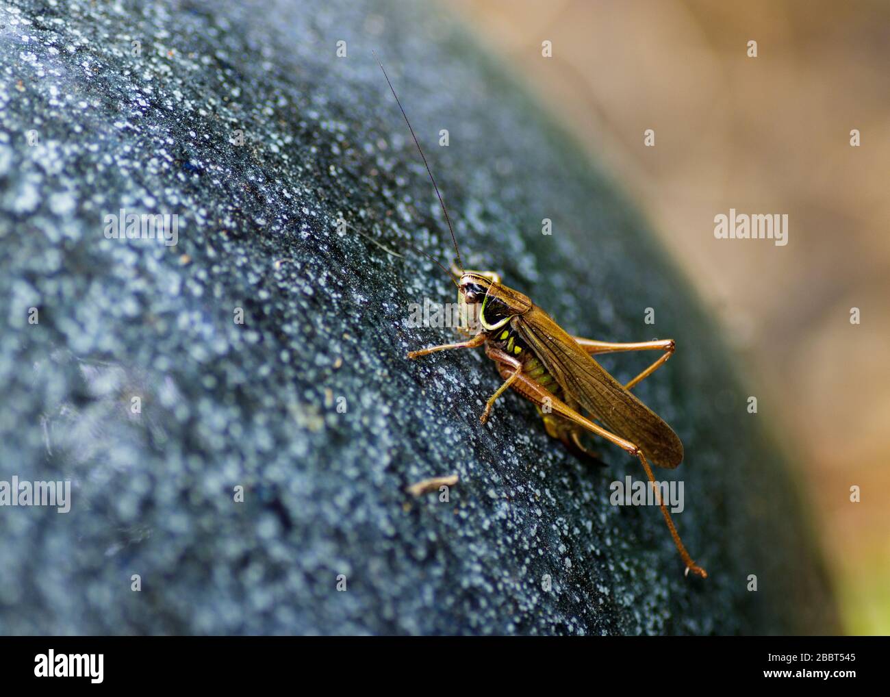 Cricket garden hi-res stock photography and images - Alamy