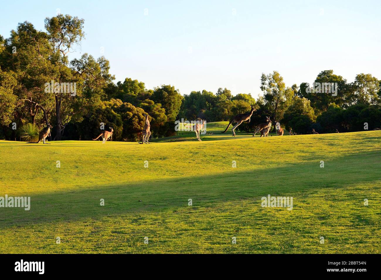 Kangaroo golf course hi-res stock photography and images - Alamy