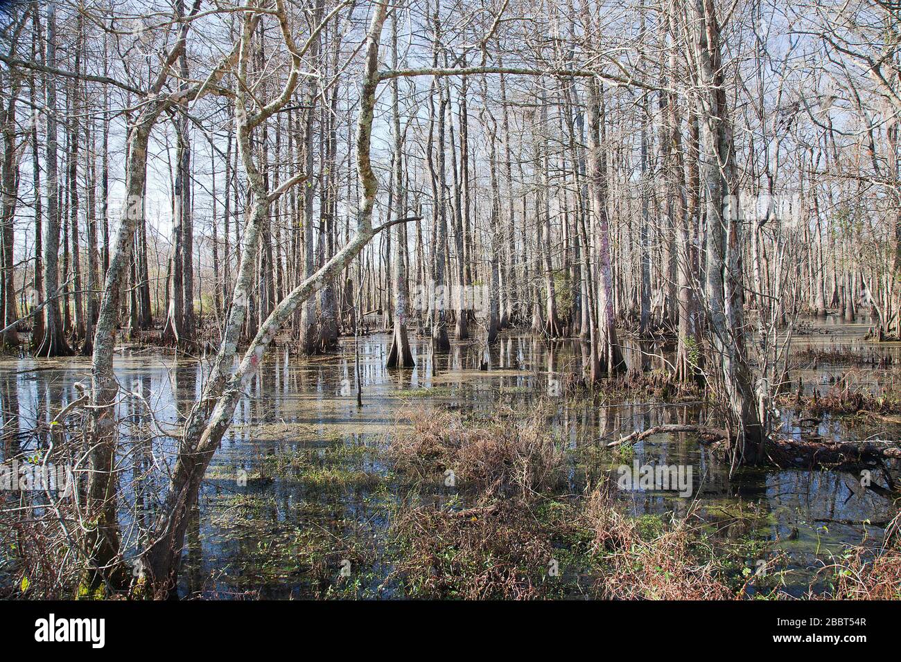 Bayou during winter season in Louisiana, United States of America Stock ...