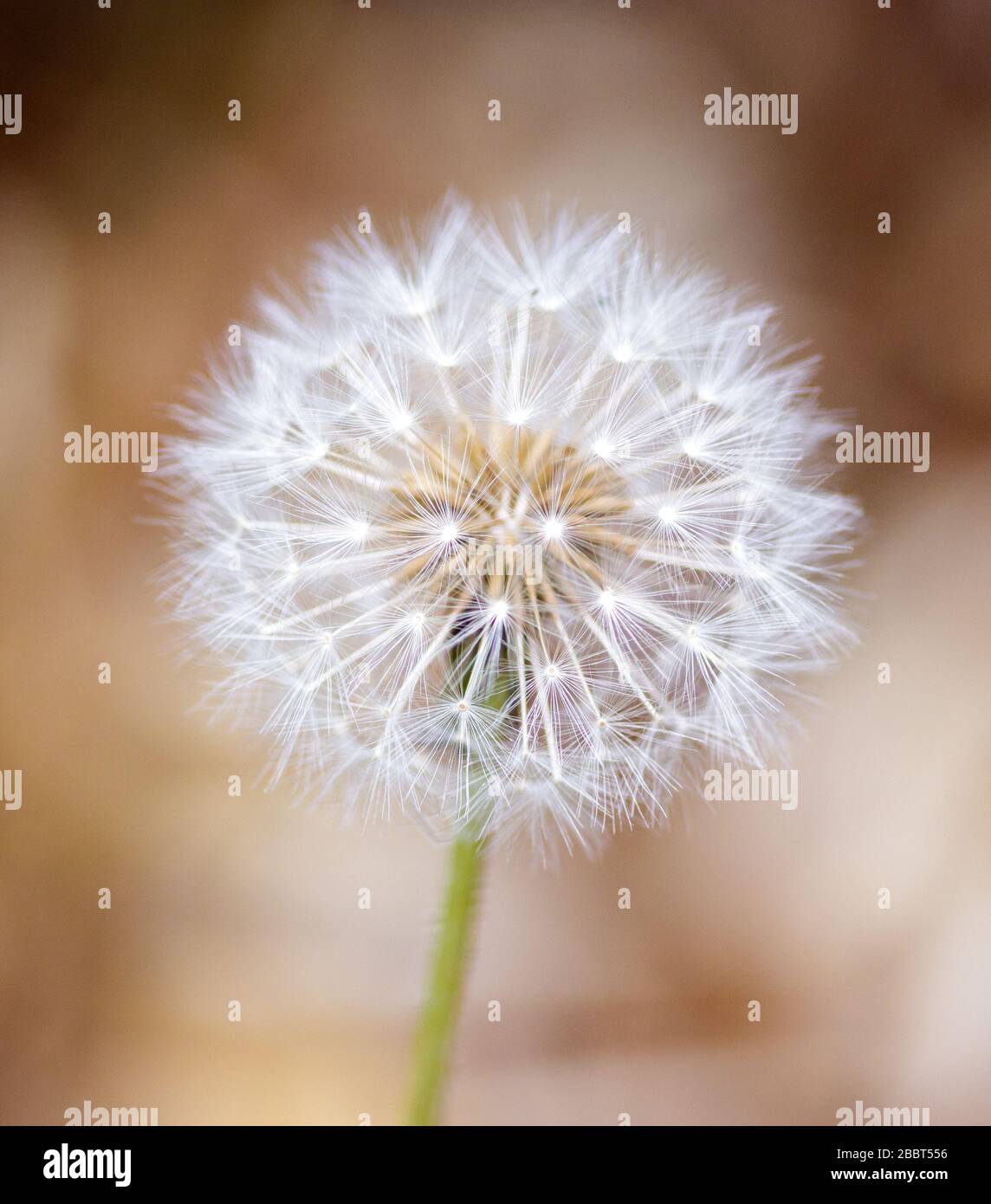 Clock Dandelion head Stock Photo - Alamy