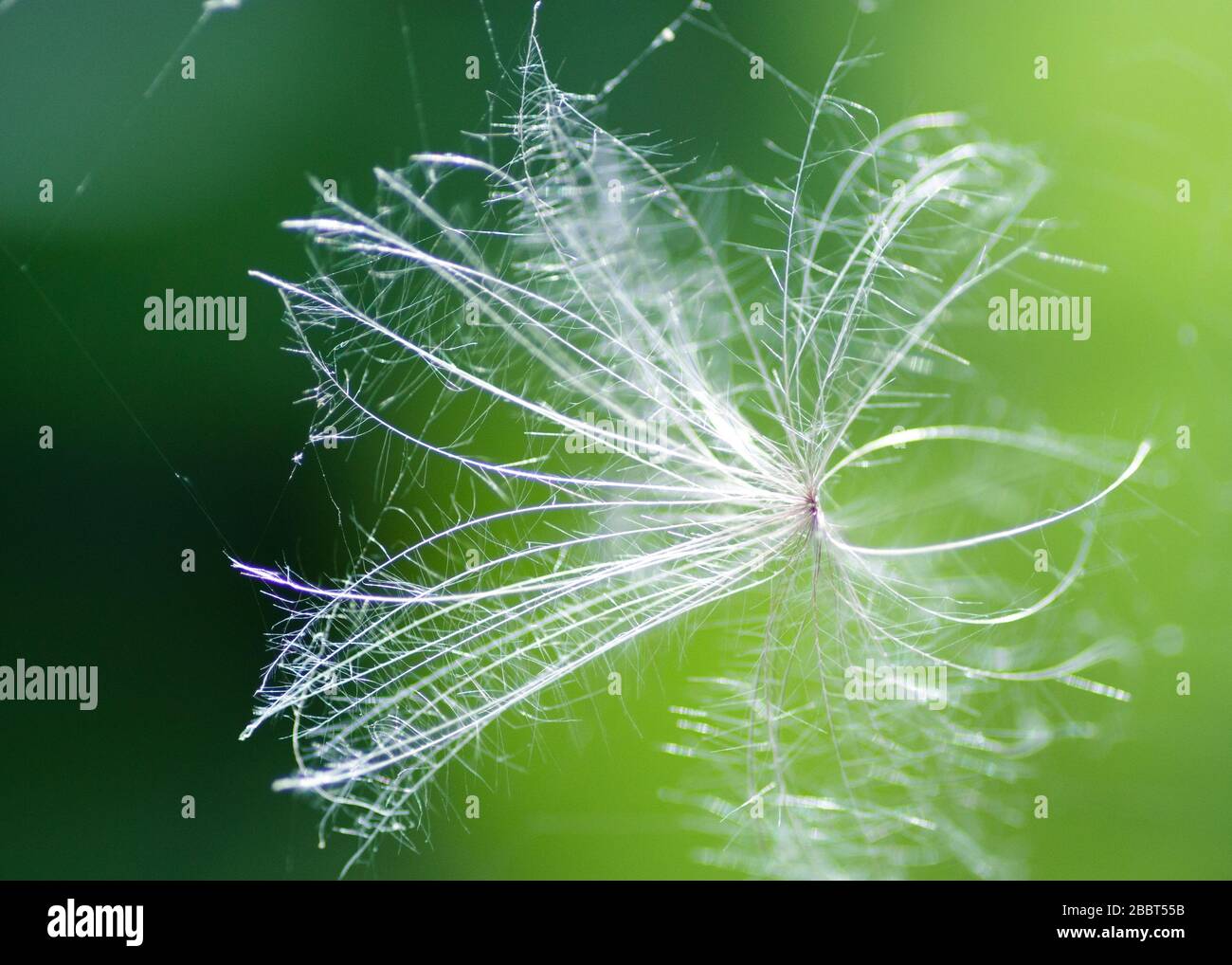 Airborne seed hi-res stock photography and images - Alamy