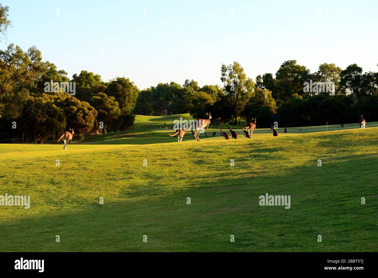 Kangaroos On Golf Course Australia Hi Res Stock Photography And Images