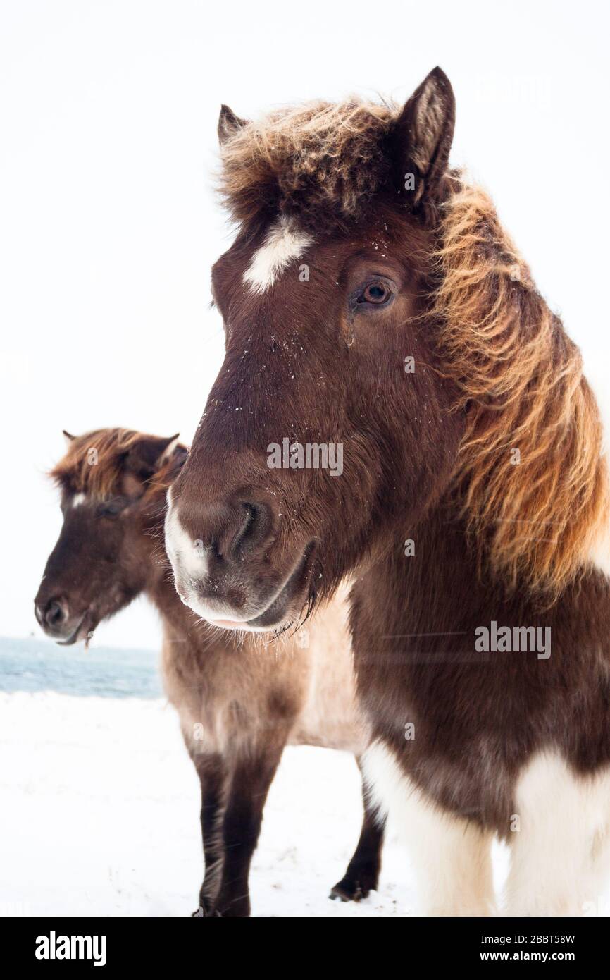 Freezing horses hi-res stock photography and images - Alamy