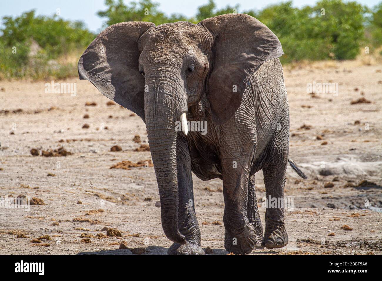 elephant front view Stock Photo - Alamy