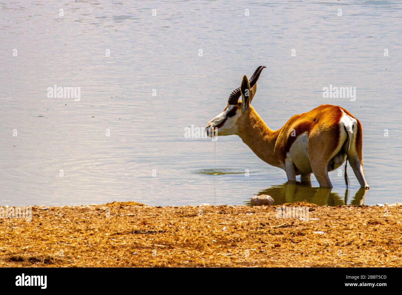 antelope at waterhole Stock Photo - Alamy