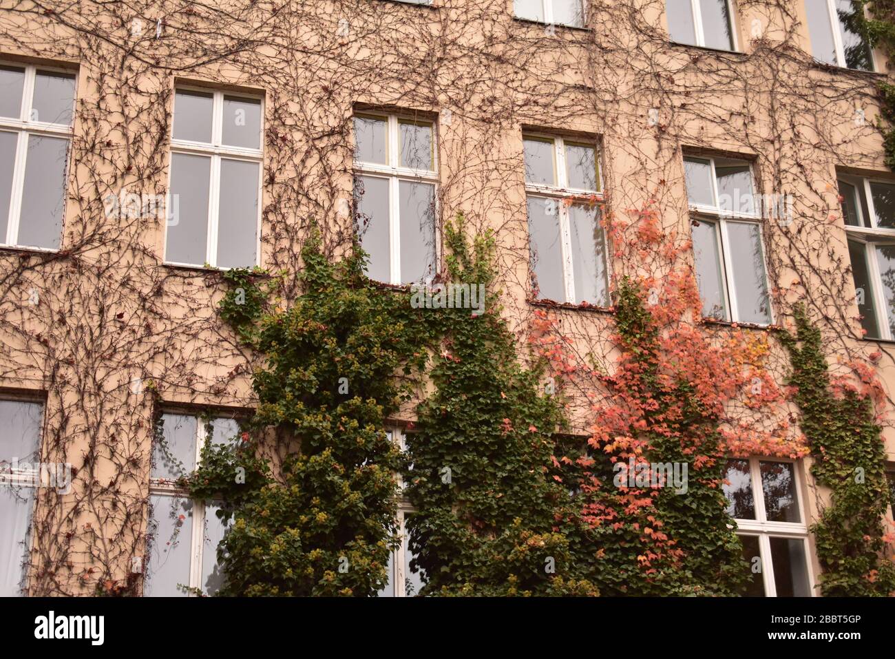 Creeping up the wall hi-res stock photography and images - Alamy