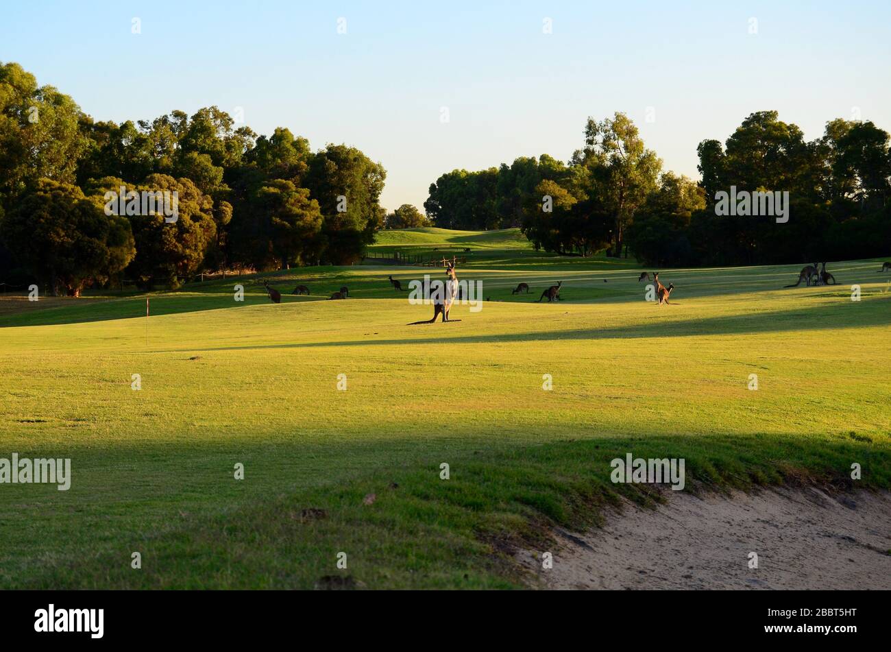 Kangaroos On Golf Course Australia Hi Res Stock Photography And Images