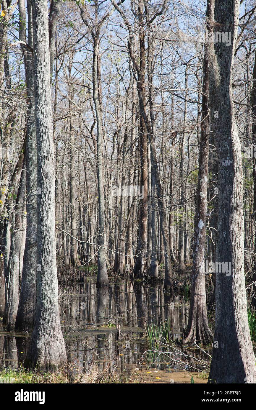 Louisiana united hi-res stock photography and images - Alamy