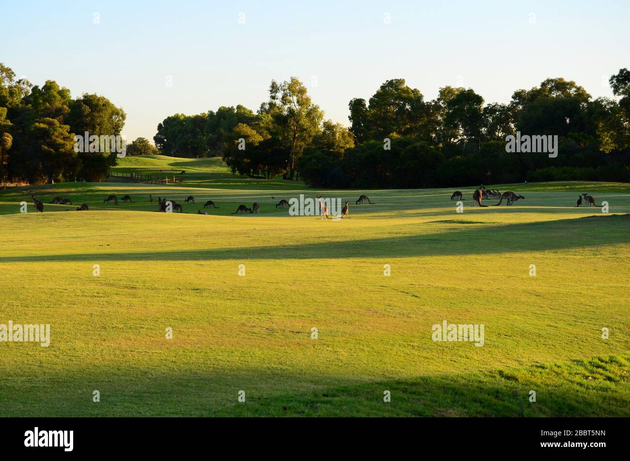 Kangaroo golf course hi-res stock photography and images - Alamy