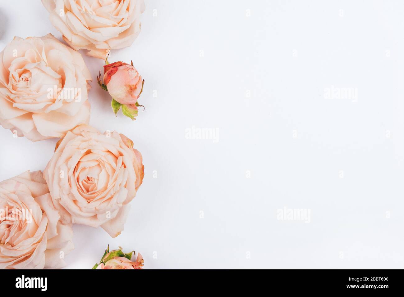 Spring background. Rose flowers on a white background Stock Photo - Alamy