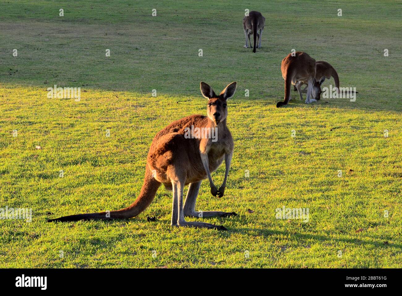 Kangaroos on golf course australia hi-res stock photography and images ...