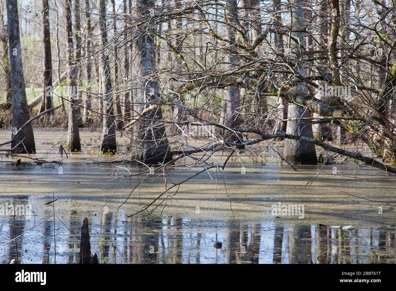 Southern louisiana bayou hi-res stock photography and images - Alamy