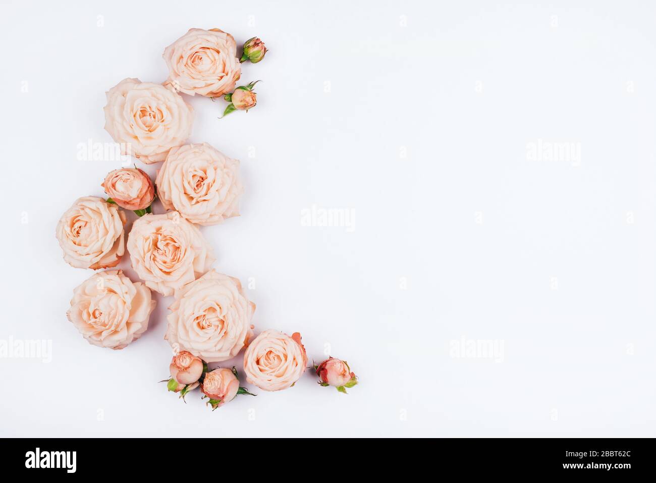 Spring background. Rose flowers on a white background Stock Photo - Alamy