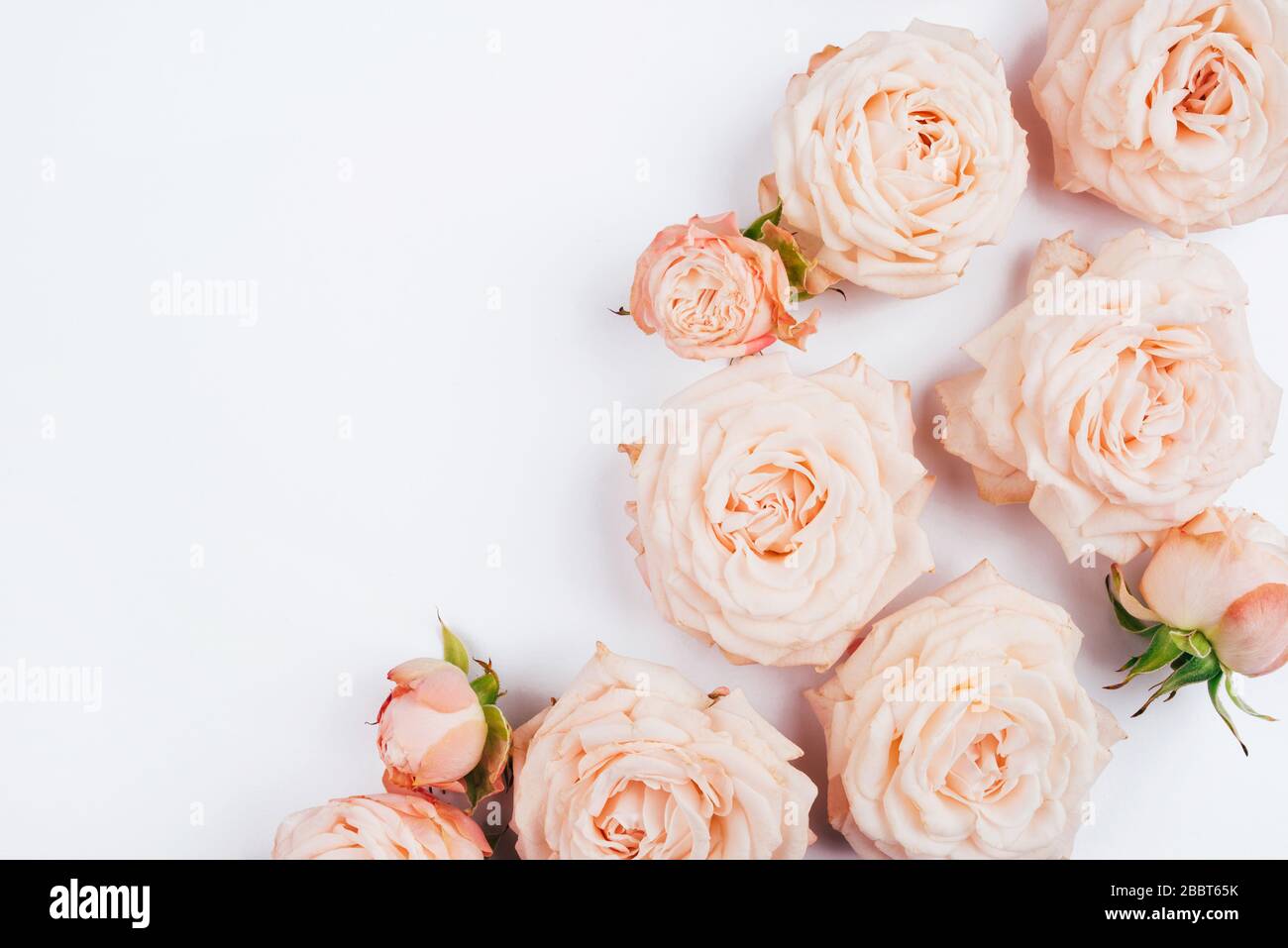 Spring background. Rose flowers on a white background Stock Photo - Alamy