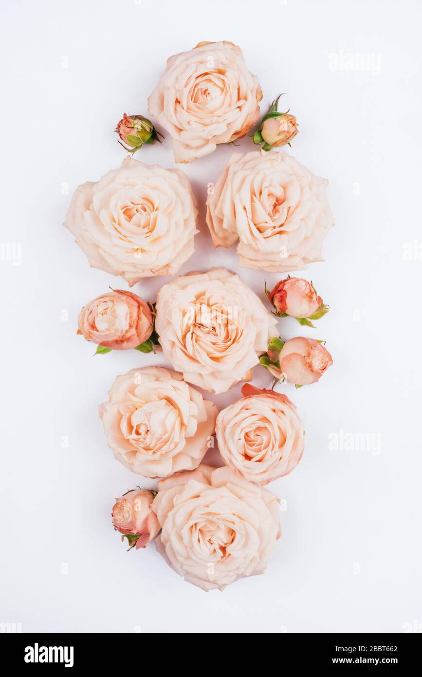 Spring background. Rose flowers on a white background Stock Photo - Alamy