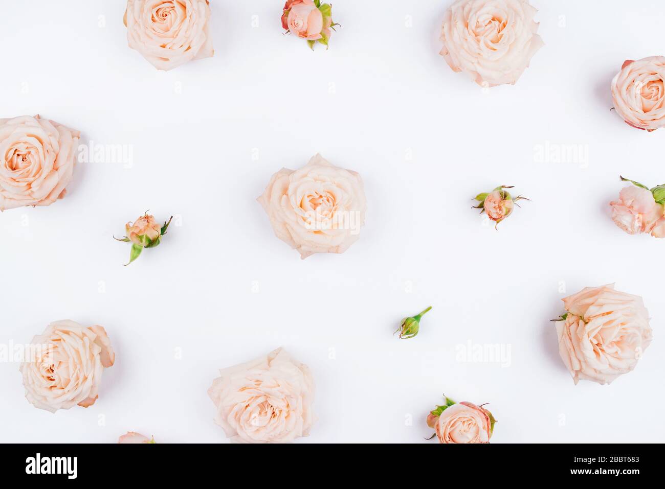 Spring background. Rose flowers on a white background Stock Photo - Alamy