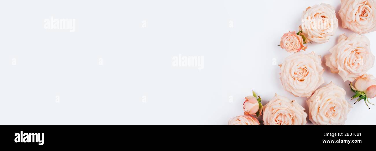 Spring background. Rose flowers on a white background Stock Photo - Alamy