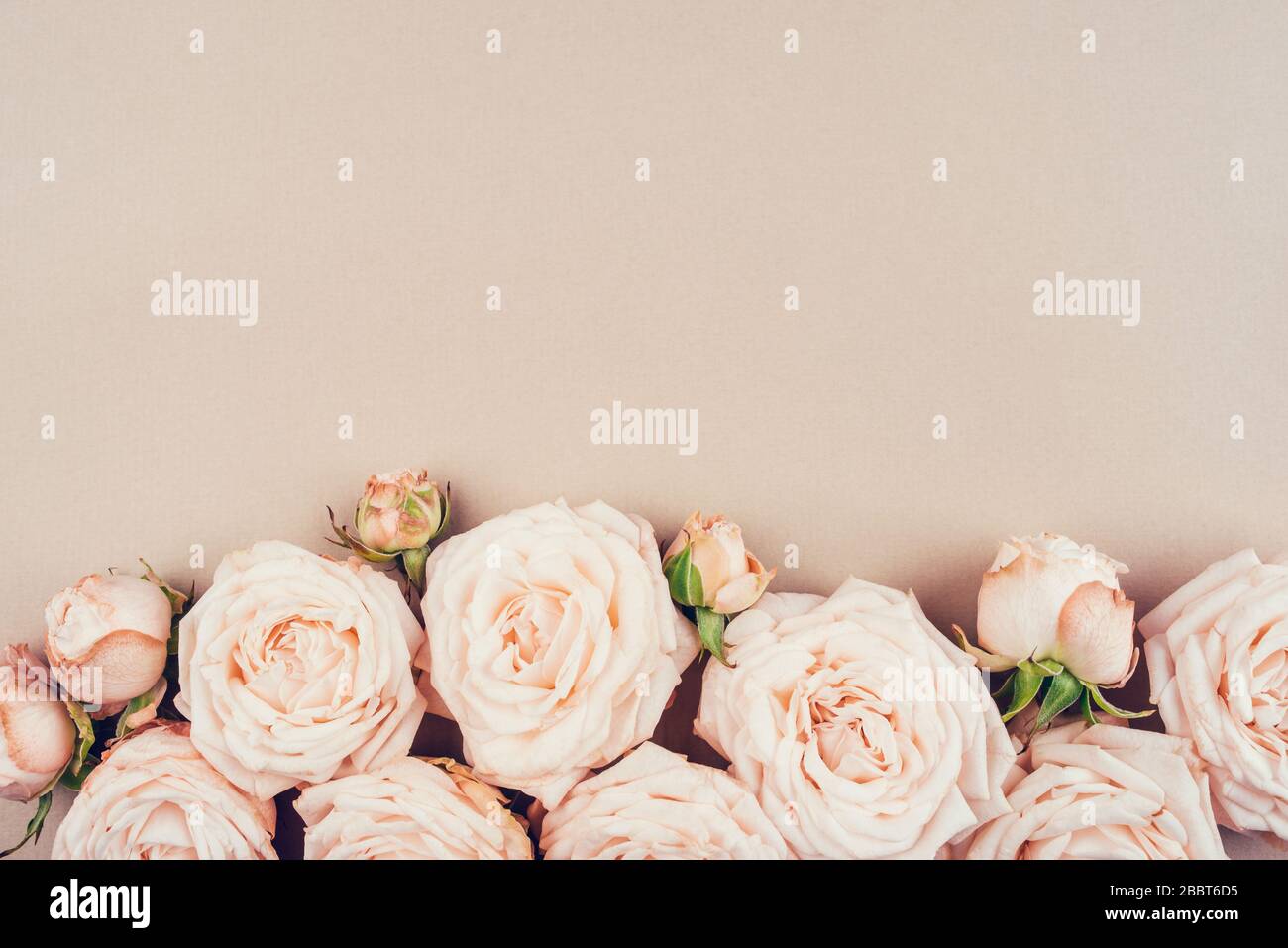 Spring background. Rose flowers on a beige background Stock Photo - Alamy