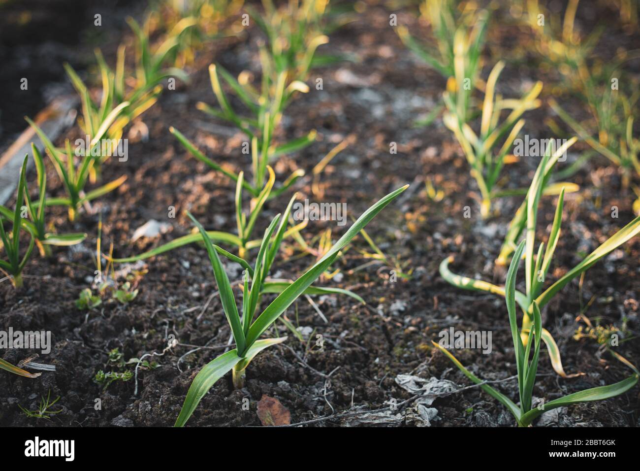 Rows of homegrown green chieves in black earth at eco farm garden with ...