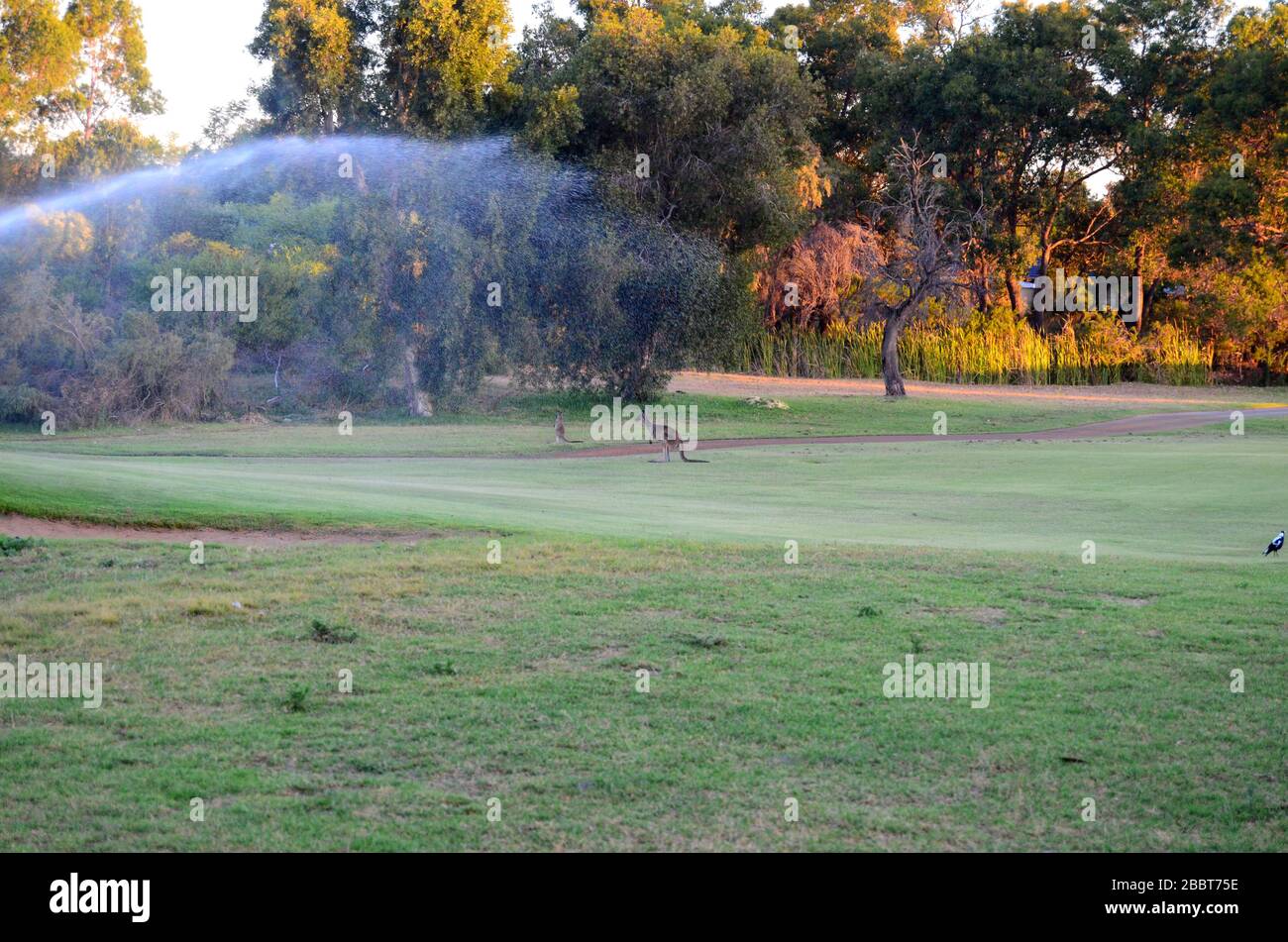 Kangaroos On Golf Course Australia Hi Res Stock Photography And Images