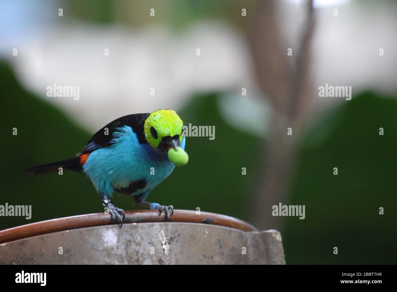 Colorful bird hi-res stock photography and images - Alamy