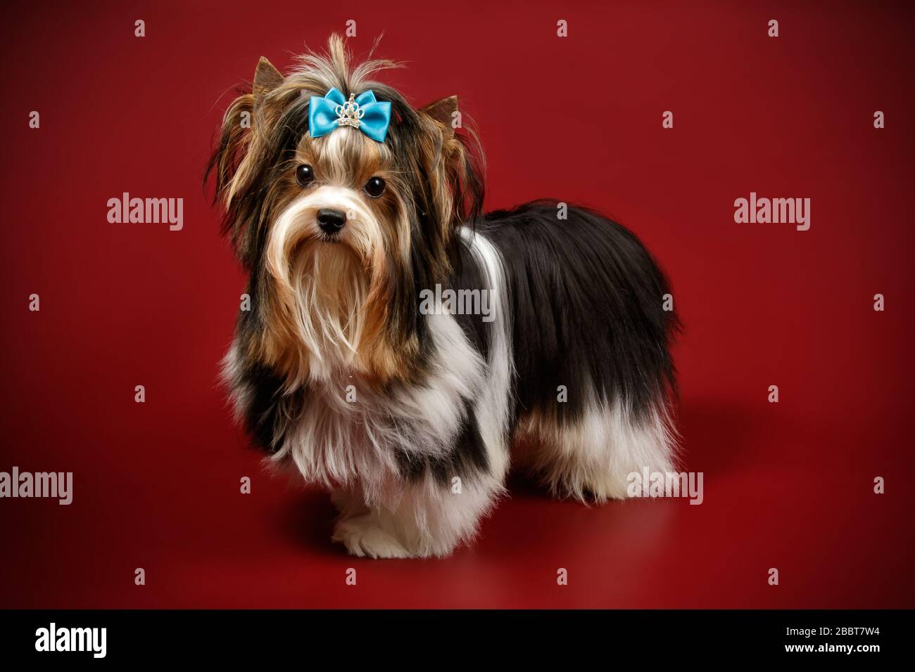 Studio photography of a Biewer Yorkshire Terrier on colored backgrounds ...