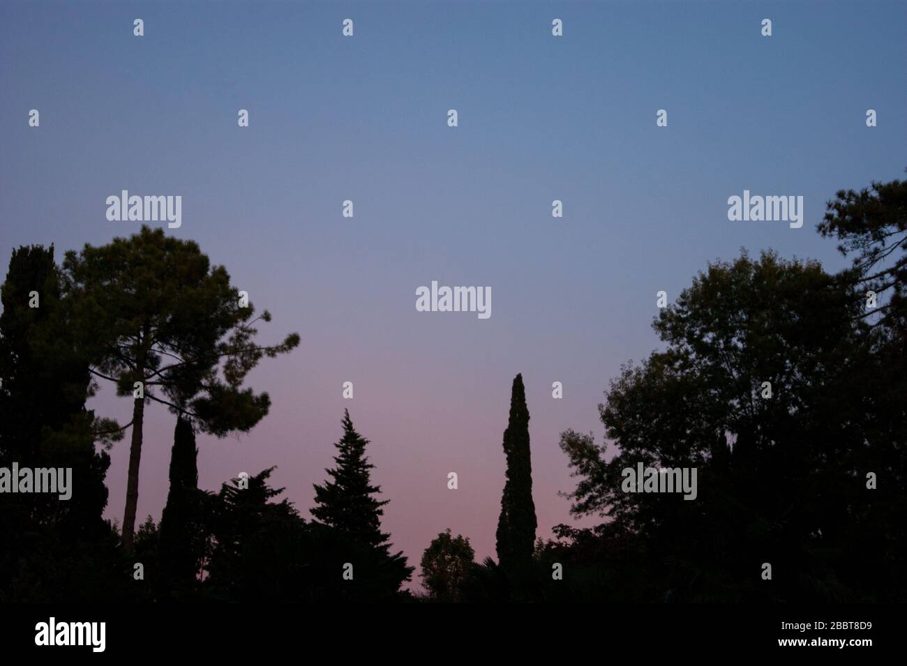 Purple sunset over black trees. Horizontal photo Stock Photo - Alamy