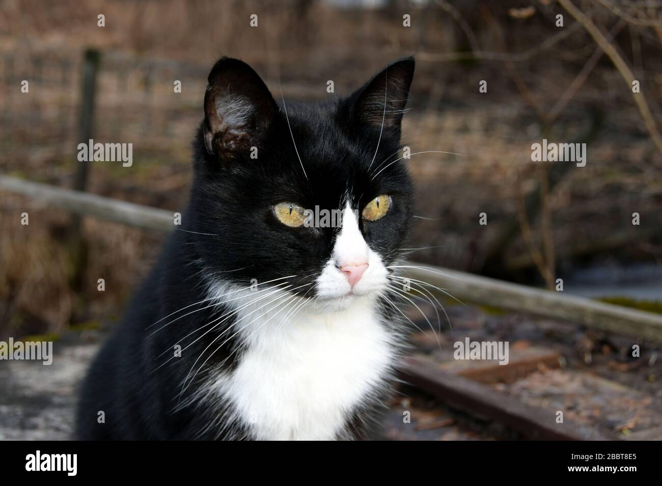 Cat intense look hi-res stock photography and images - Alamy
