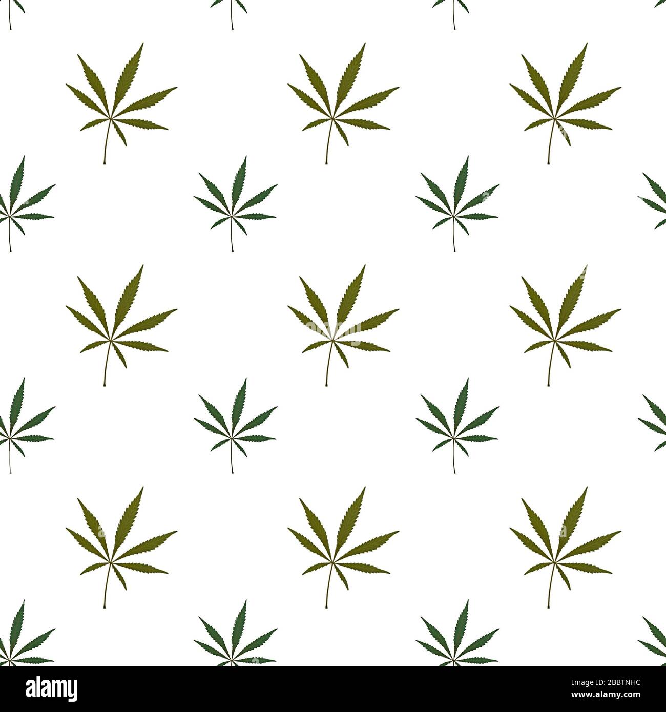 Weed marijuana cannabis plant growth hi-res stock photography and images - Alamy