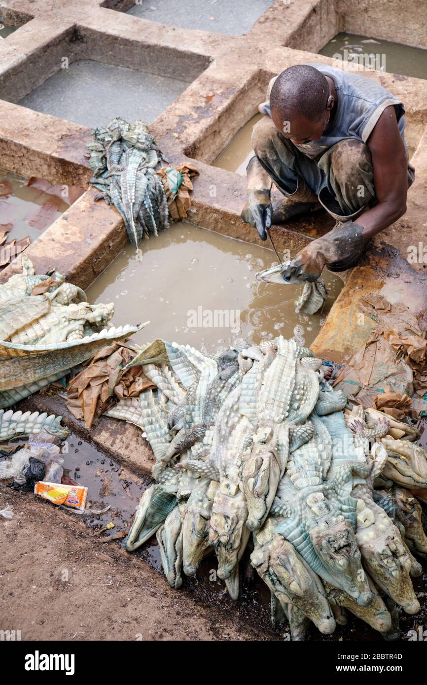Man processing crocodile skins in a tannery Stock Photo - Alamy