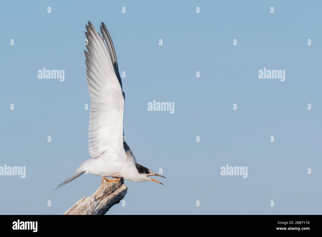 Bird Stretching Wings High Resolution Stock Photography and Images - Alamy