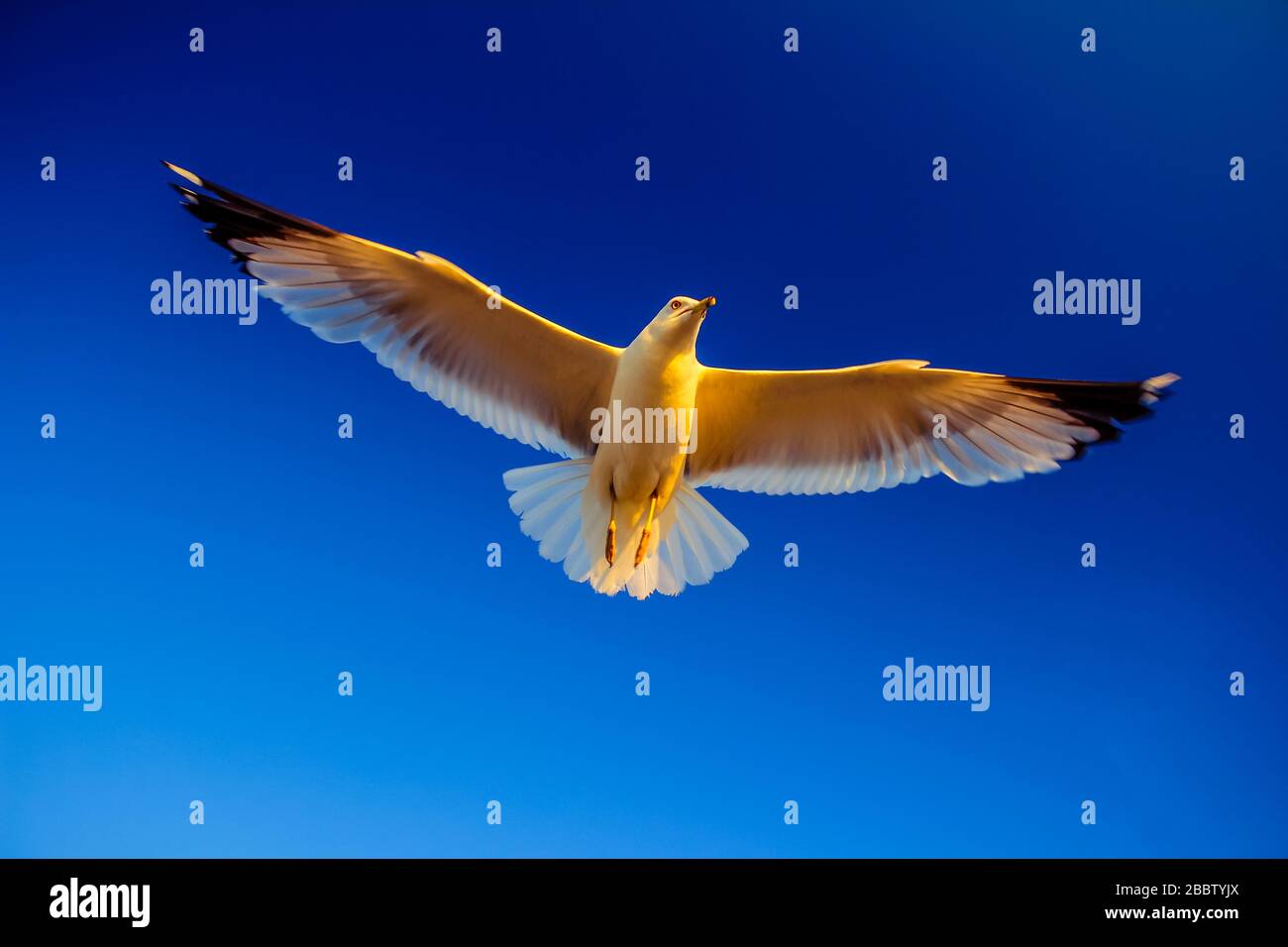 Bird soaring hi-res stock photography and images - Alamy