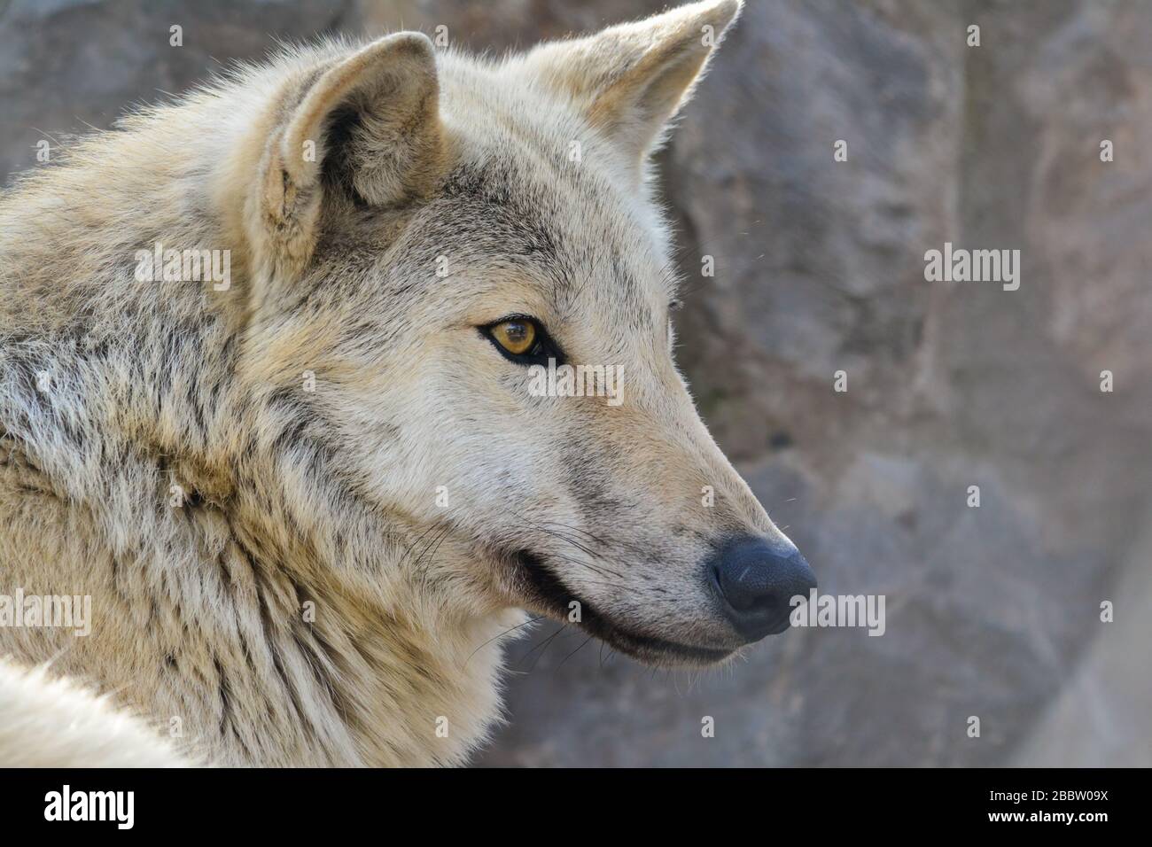 Wolf nose close up hi-res stock photography and images - Alamy