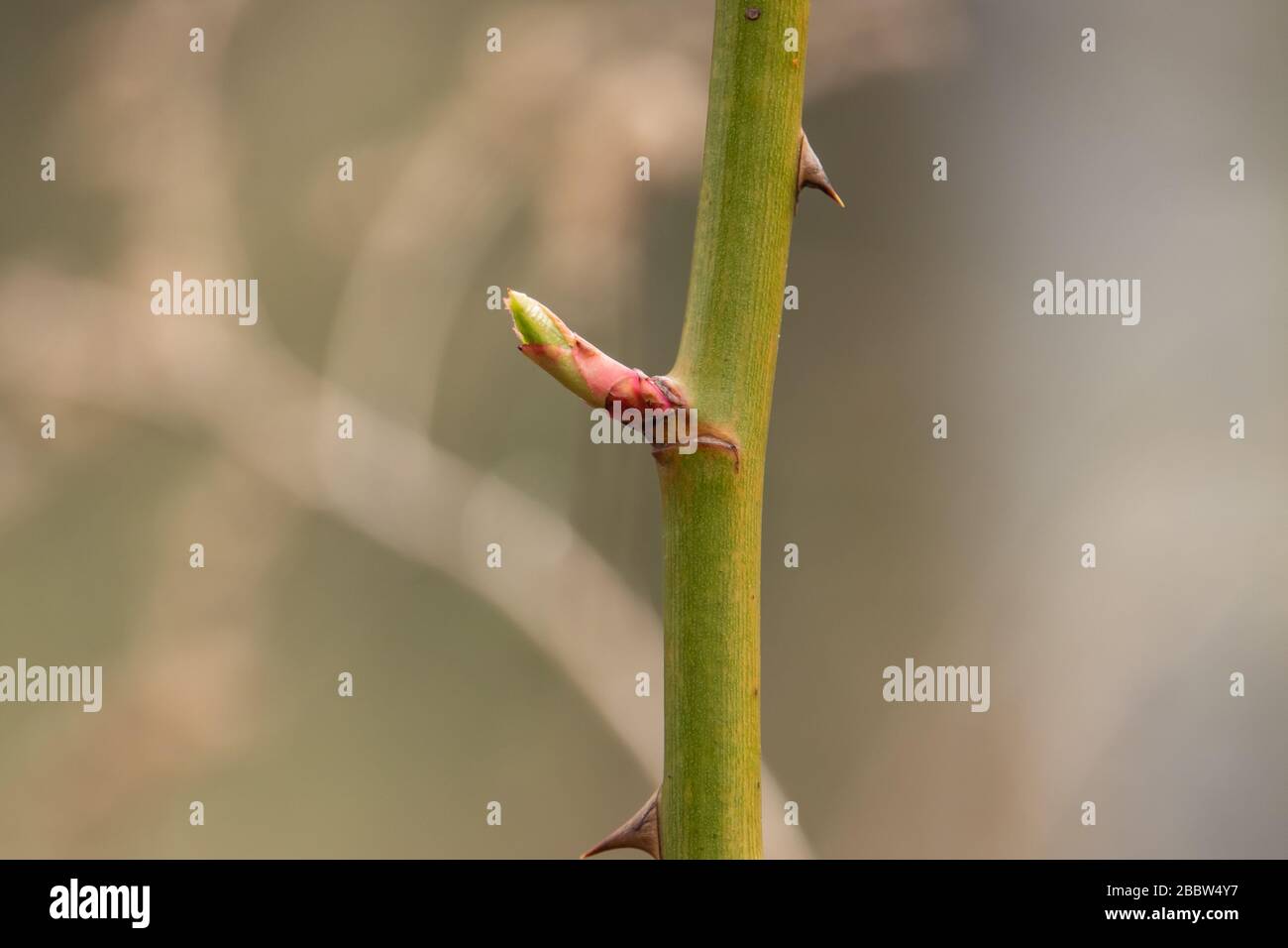 Rose Leaves Sprouting in Springtime Stock Photo - Alamy