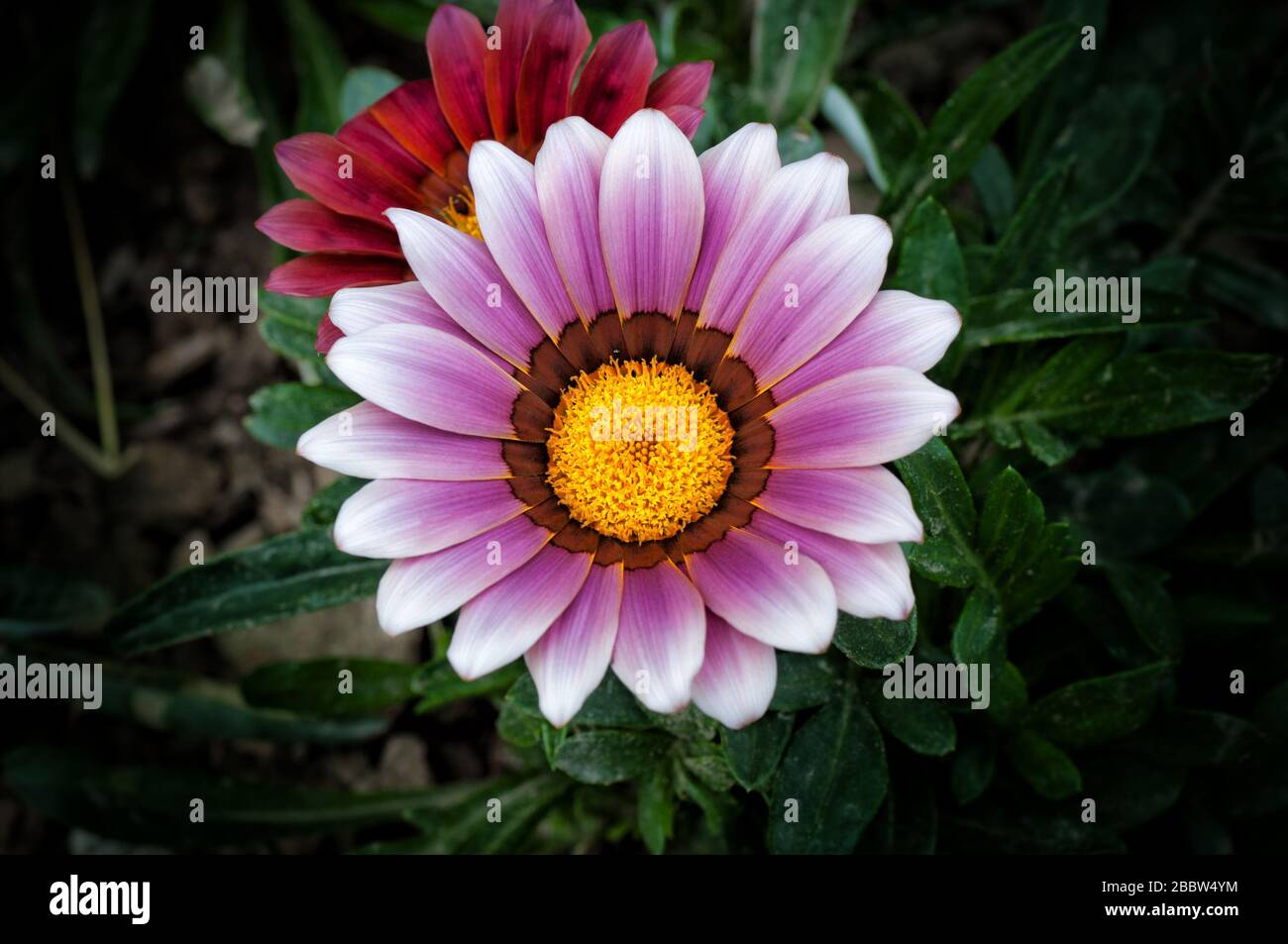 Vibrant Gazania sunny flower, native to Southern Africa Stock Photo - Alamy