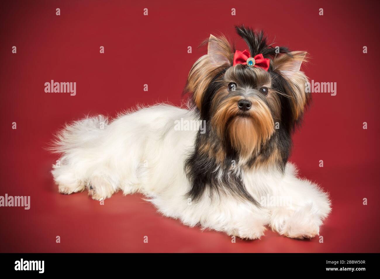Studio photography of a Biewer Yorkshire Terrier on colored backgrounds ...
