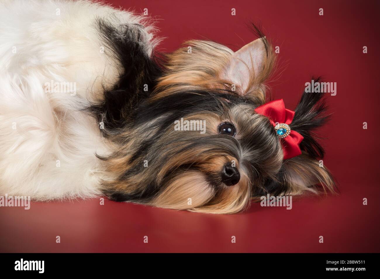 Studio photography of a Biewer Yorkshire Terrier on colored backgrounds ...