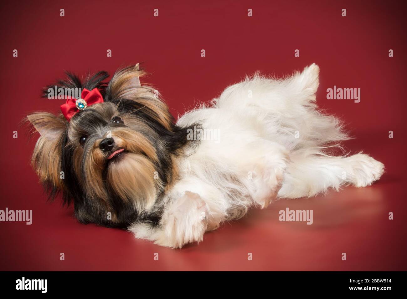 Studio photography of a Biewer Yorkshire Terrier on colored backgrounds ...