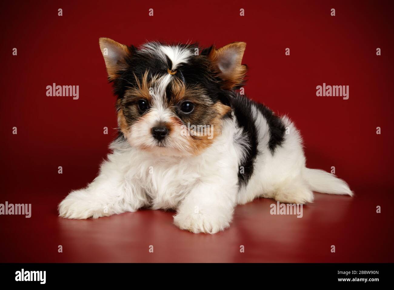 Studio photography of a Biewer Yorkshire Terrier on colored backgrounds ...