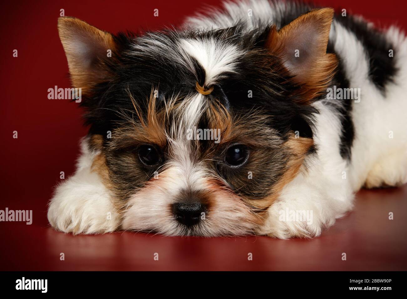 Studio photography of a Biewer Yorkshire Terrier on colored backgrounds ...