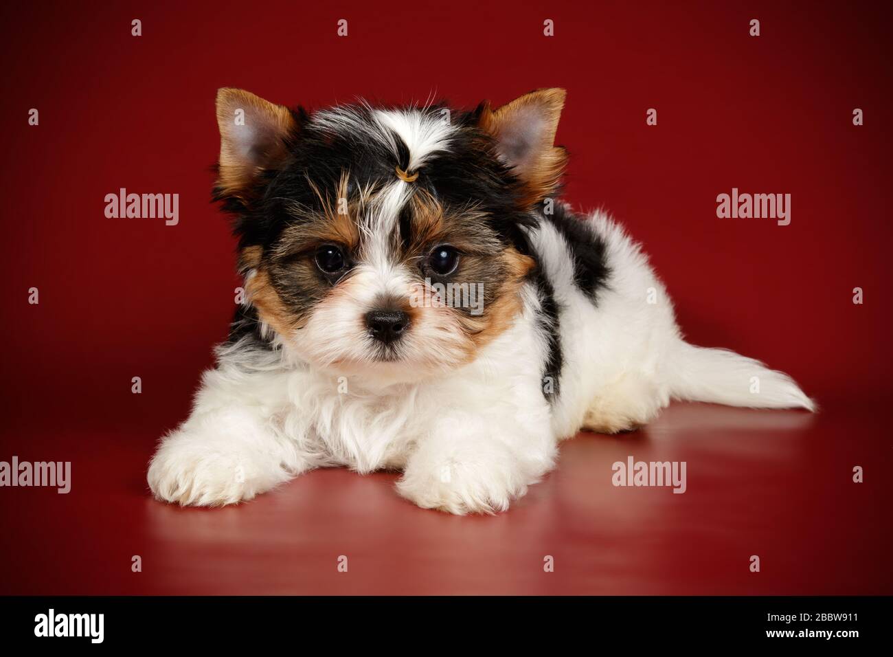 Studio photography of a Biewer Yorkshire Terrier on colored backgrounds ...
