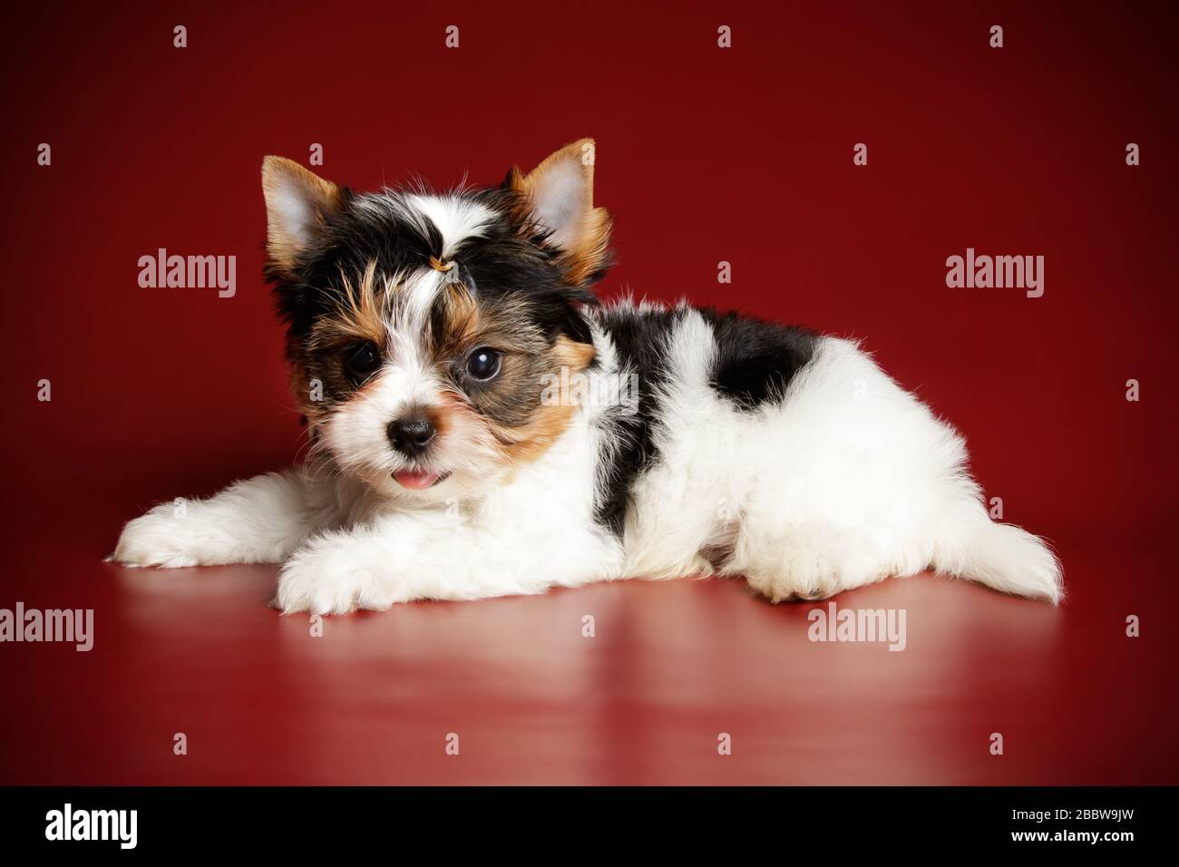 Studio photography of a Biewer Yorkshire Terrier on colored backgrounds ...