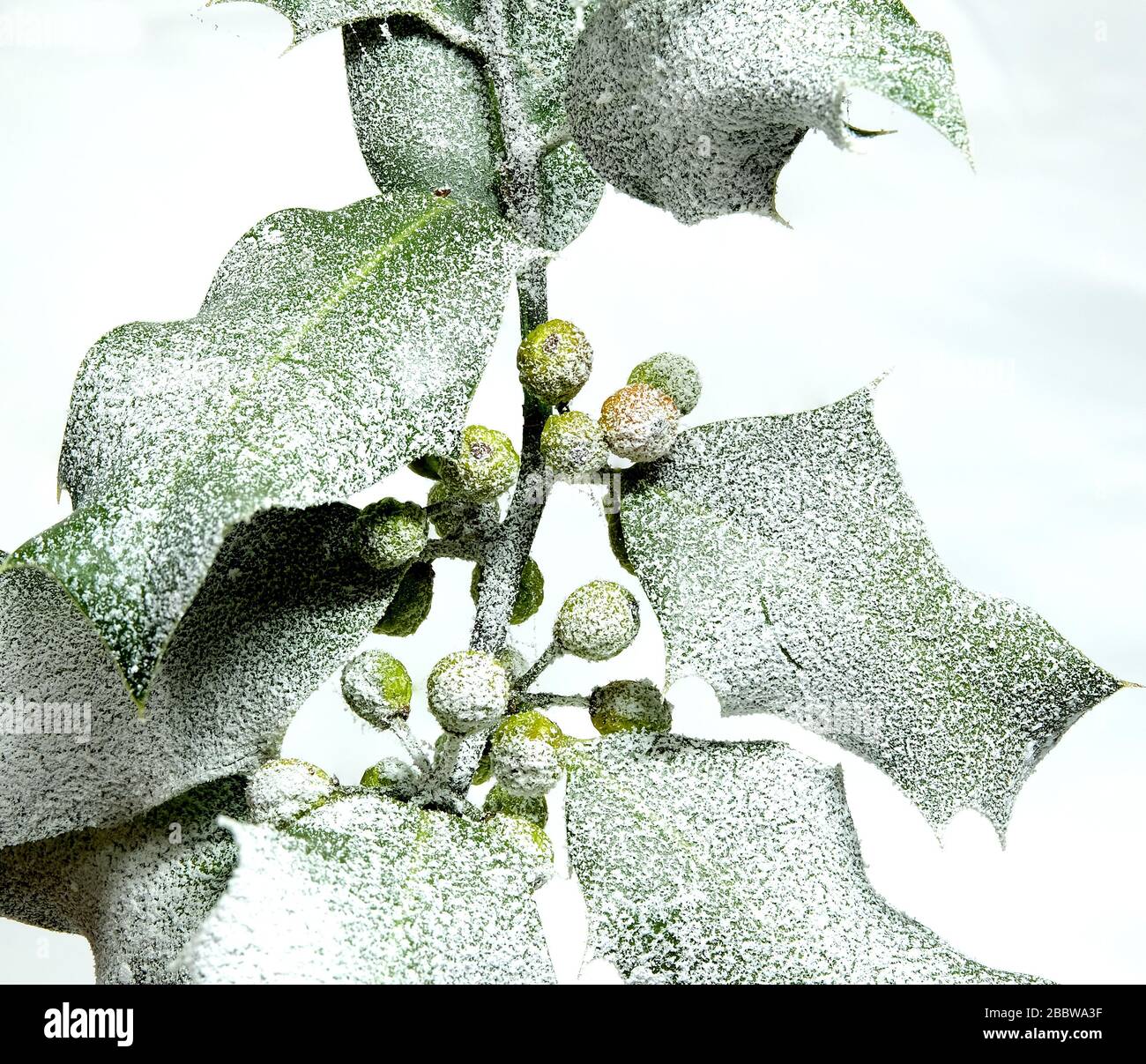 Frosted Holly High Resolution Stock Photography and Images - Alamy