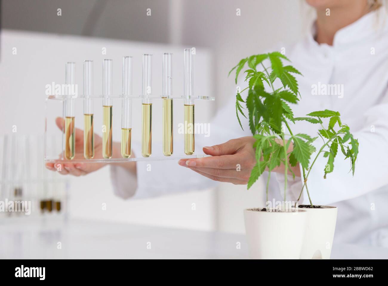 Female scientist holding a glass bowl with cbd oil extracted from a ...