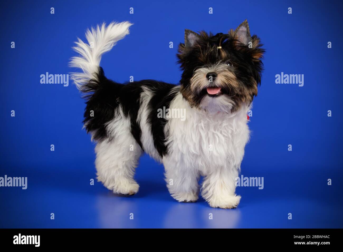 Studio photography of a Biewer Yorkshire Terrier on colored backgrounds ...