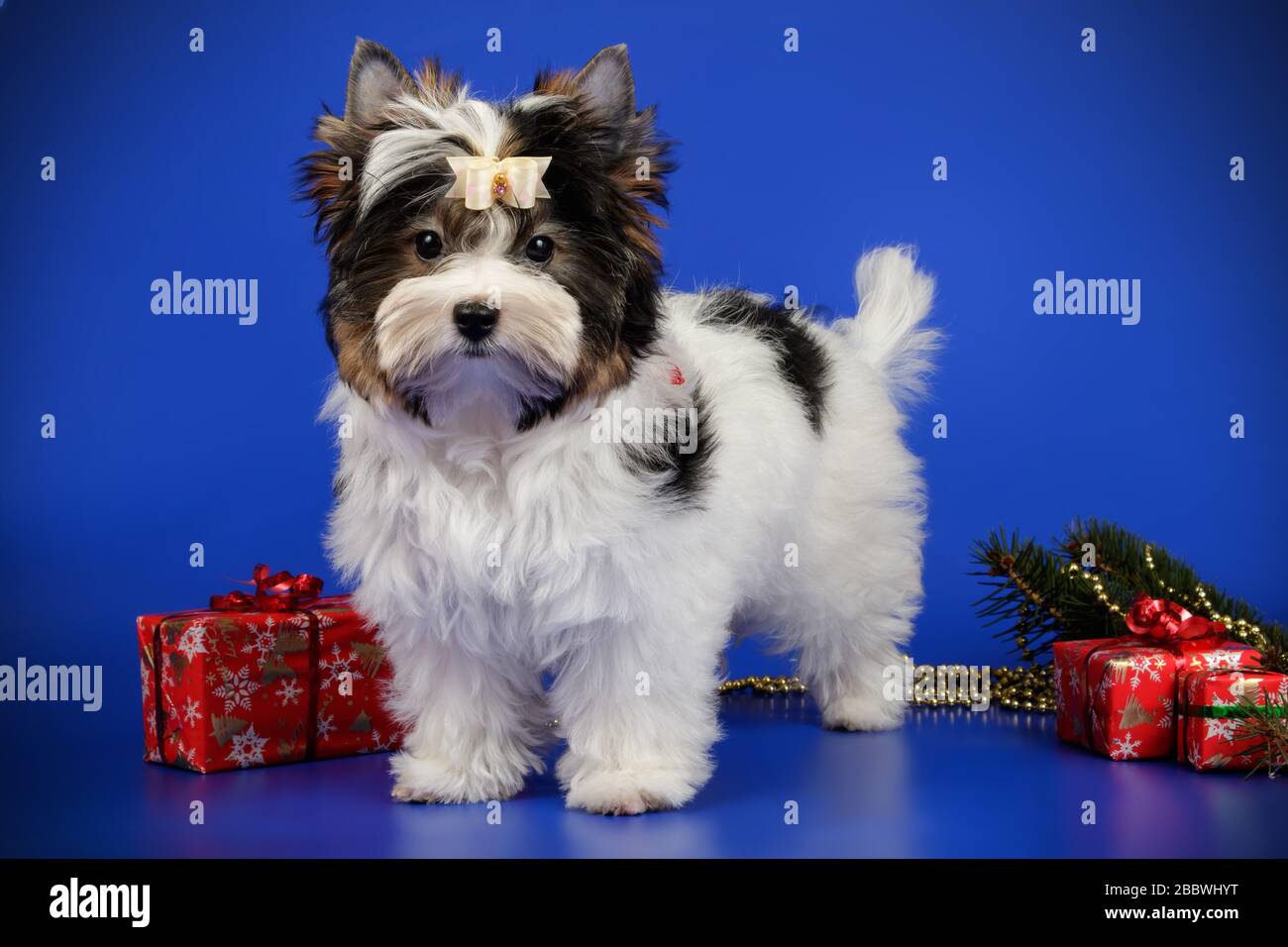 Studio photography of a Biewer Yorkshire Terrier on colored backgrounds ...