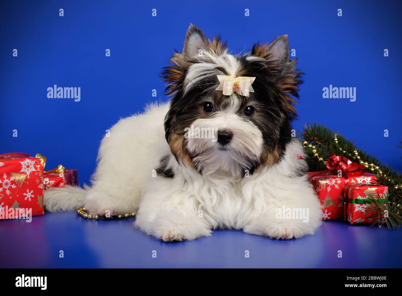 Studio photography of a Biewer Yorkshire Terrier on colored backgrounds ...