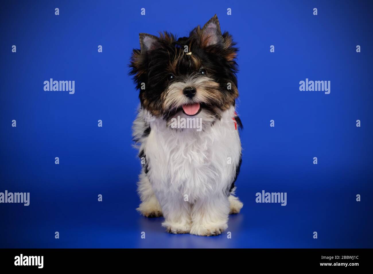 Studio photography of a Biewer Yorkshire Terrier on colored backgrounds ...