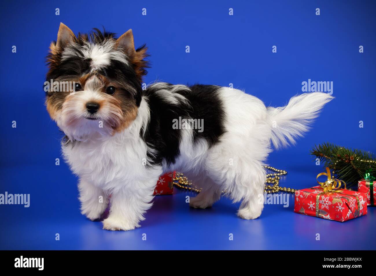 Studio photography of a Biewer Yorkshire Terrier on colored backgrounds ...